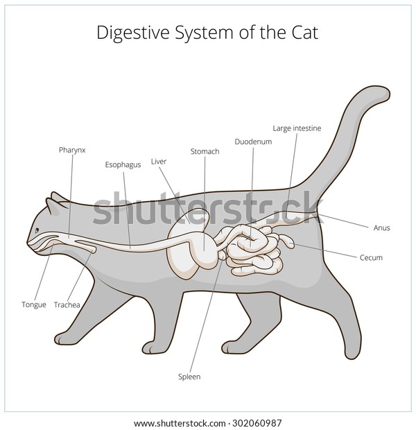 Digestive System Cat Vector Illustration 스톡 벡터(로열티 프리) 302060987 ...