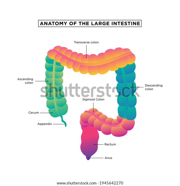 Digestive System Colon Small Intestine Medical Stock Vector (Royalty ...