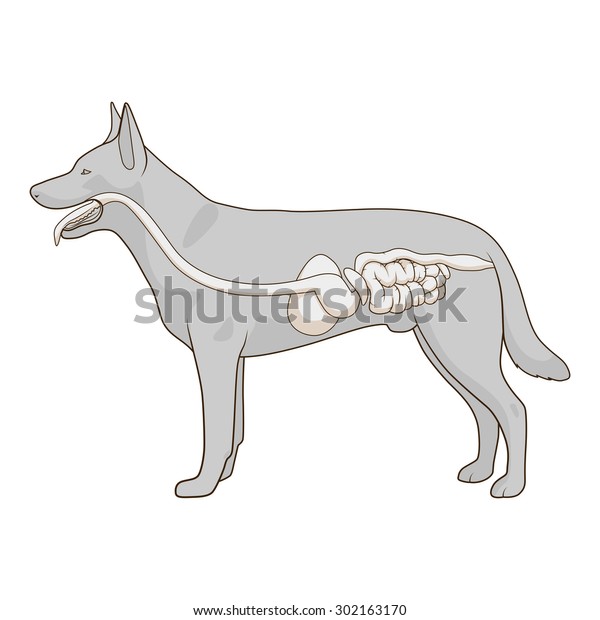 Digestive System Dog Vector Illustration: vector de stock (libre de ...