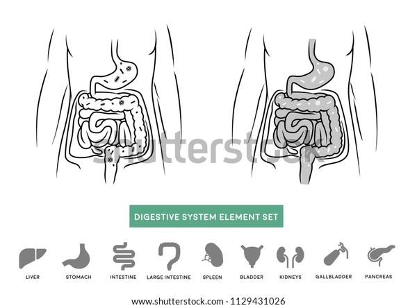 Digestive System Drawing Anatomy Element Set Stock Vector (Royalty Free ...