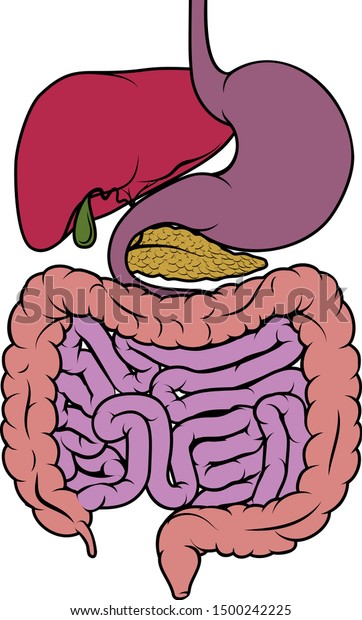Digestive System Human Anatomy Gut Gastrointestinal Stock Vector ...