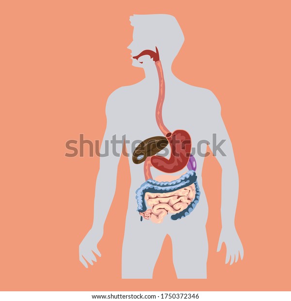 Digestive System Human Body Anatomy Vector Stock Vector (Royalty Free ...