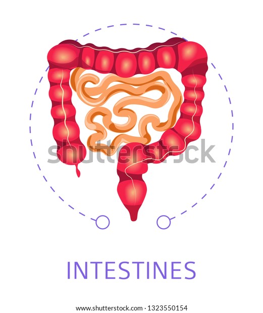 Digestive System Intestines Isolated Icon Internal Stock Vector ...