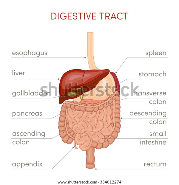 Digestive Tract Human Cartoon Vector Illustration Stock Vector (Royalty ...