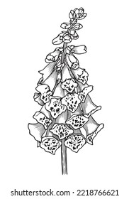 335 Foxglove Drawing Stock Vectors, Images & Vector Art | Shutterstock
