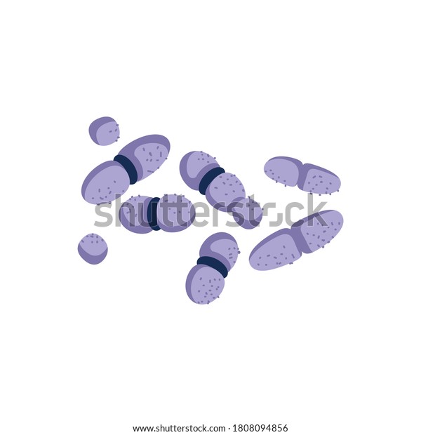 Diplobacillus Staphylococcus Bacterial Microorganisms Microscopic ...