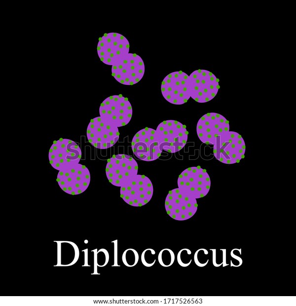 Estructura diplococida. Bacterias diplococcus. Infografía. Ilustración ...