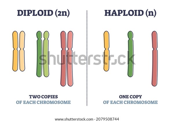 Diploid Vs Haploid Complete Chromosome Sets Stock Vector (Royalty Free ... Diploid Vs Haploid Complete Chromosome Sets Stock Vector (Royalty Free ...