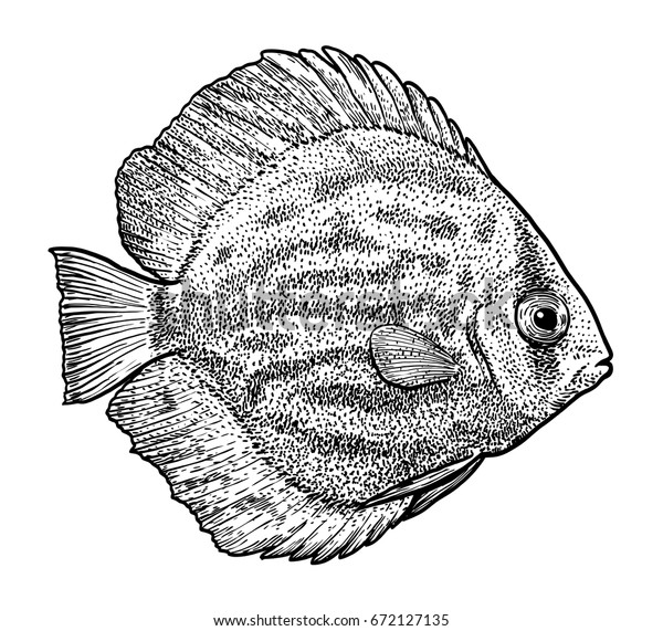 Discus Fish Illustration Drawing Engraving Ink Stock Vector (Royalty ...