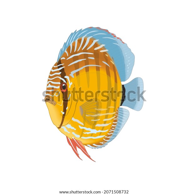 Stock vektor „Discus Fish Vector Drawing Illustration“ (bez autorských ...