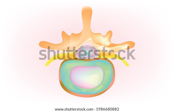Disk Human Spinal Cord Biology Spinal Stock Vector (Royalty Free ...
