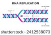 12,843 Dna Replication Royalty-Free Images, Stock Photos & Pictures ...