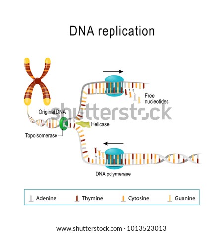 DNA Replication Double Helix Unwound Each เวกเตอร์สต็อก (ปลอดค่า ...