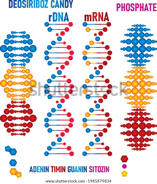 Dna Rna Sequencing Graphic Design Vector Stock Vector (Royalty Free ...
