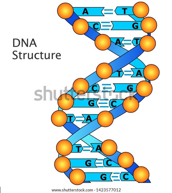 DNA structure, anatomy. Blue orange Helix model diagram. DNA uses four ...