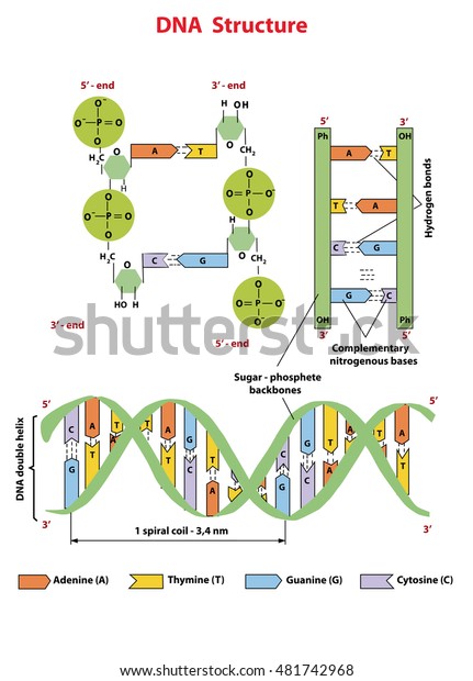 Dna Structure Nucleotide Phosphate Sugar Bases Stock Vector (Royalty ...