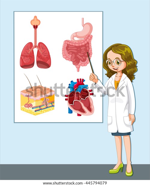 Doctor Presenting Different Anatomy Illustration Stock Vector (Royalty ...