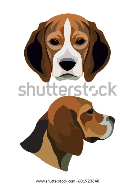Dog Breed Beagle Full Face Profile Stock Vector (Royalty Free ...