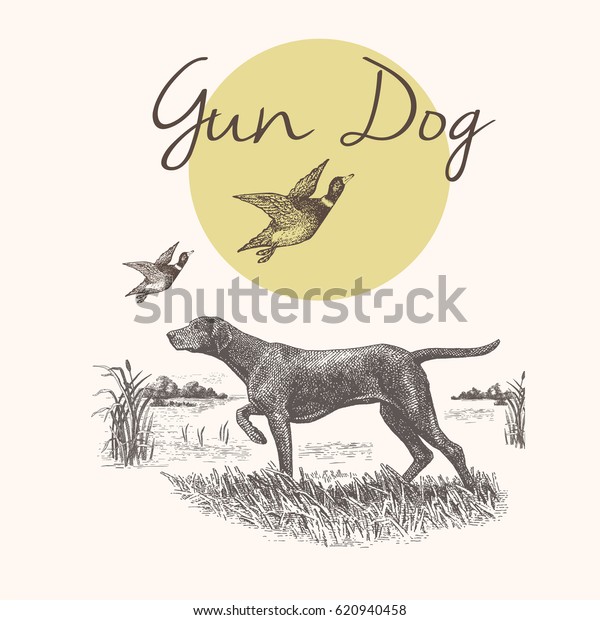 Dog Hunting Gun Dog Isolated Vector Stock Vector (Royalty Free ...