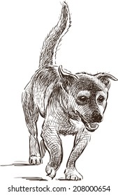 3,832 Dog running front view Images, Stock Photos & Vectors | Shutterstock