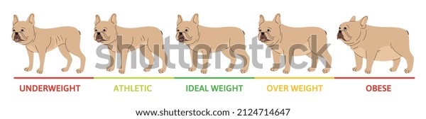 Dog Weight Stages Concept Underweight Symbols Stock-vektor (royaltyfri ...