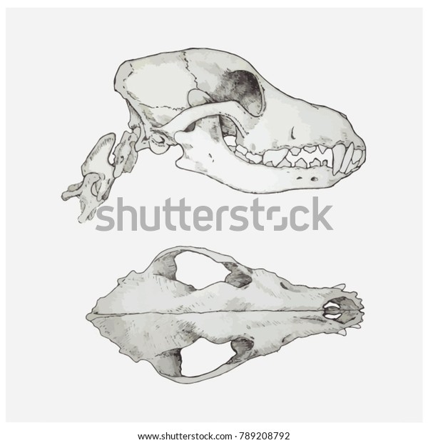 Dogs Skull Top Side View Vector Stock Vector (Royalty Free) 789208792