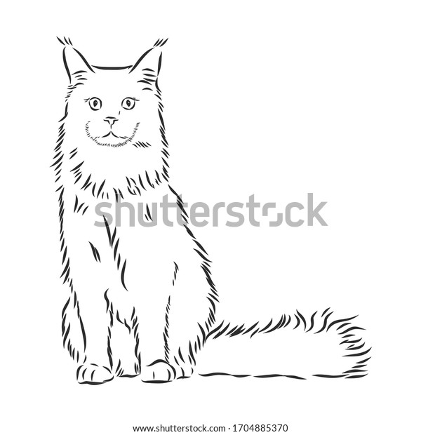 Domestic Cat Realistic Vector Sketch Illustration Stock Vector (Royalty ...