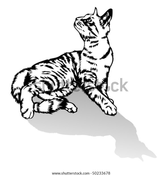 Domestic House Cat Stock Vector (Royalty Free) 50233678 | Shutterstock