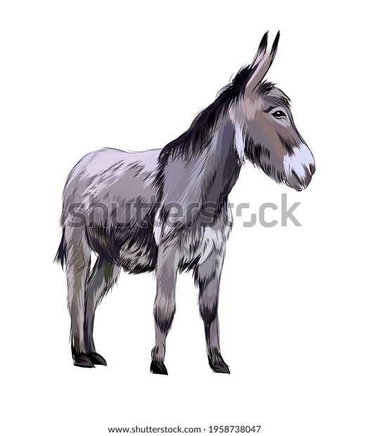 Donkey Splash Watercolor Colored Drawing Realistic Stock Vector ...