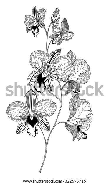 Doodle Art Hand Drawn Orchid Flower Stock Vector (Royalty Free) 322695716