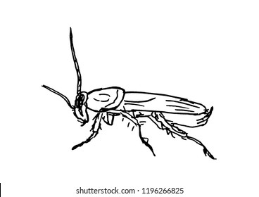 Doodle Black White Drawing Cockroach Handdrawn: เวกเตอร์สต็อก (ปลอดค่า ...