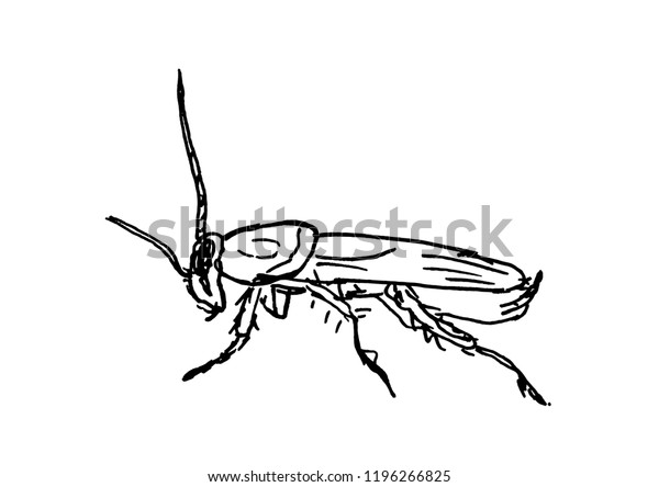 Doodle Black White Drawing Cockroach Handdrawn: เวกเตอร์สต็อก (ปลอดค่า ...