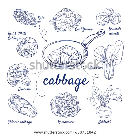 Doodle Set Cabbage Kale Cauliflower Brussels Stock-Vektorgrafik ...