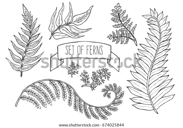 Doodle Set Ferns Sketch Botanical Illustration Stock Vector (Royalty ...
