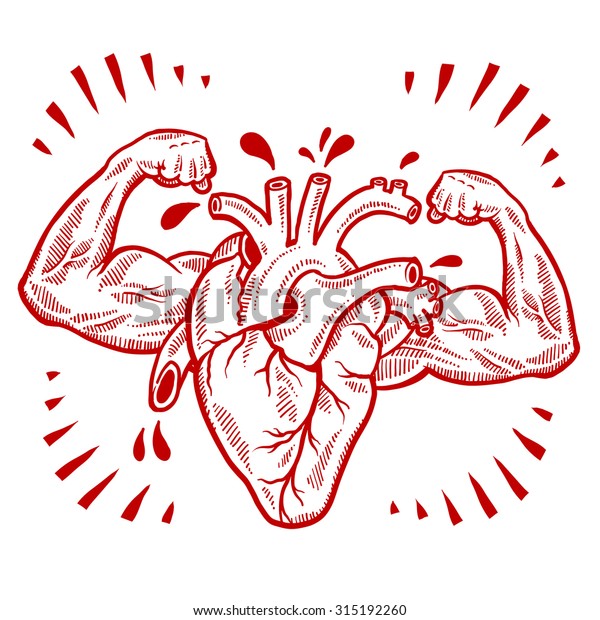Doodle Style Vector Drawing Muscular Heart Stock Vector (Royalty Free ...