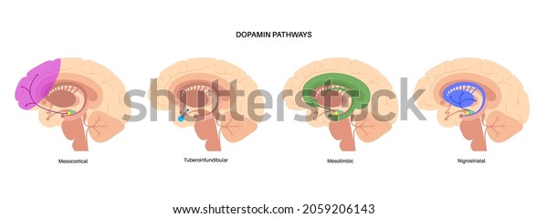 Dopamine Pathway Human Brain Monoamine Neurotransmitter Stock Vector ...
