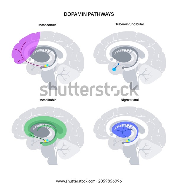Dopamine Pathway Human Brain Monoamine Neurotransmitter Stock Vector ...