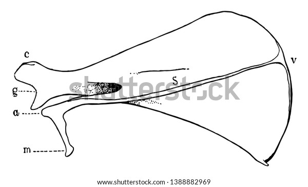 Vektor Stok Dorsal View Scapula Rabbit Which Acromion (Tanpa Royalti ...
