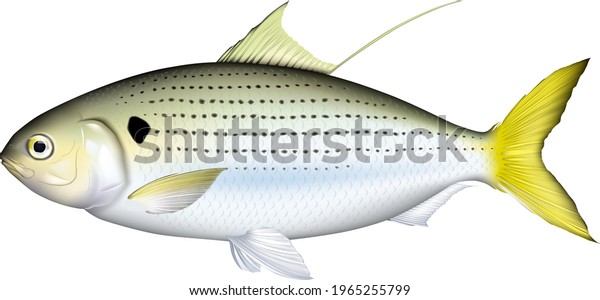Dotted Gizzard Shad Illustration Vector Eps Stock Vector (Royalty Free ...