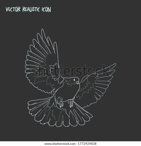 Dove Icon Line Element Vector Illustration Stock Vector (Royalty Free ...