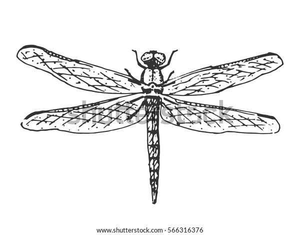 Dragon Fly Beetle Insect Species Isolated: เวกเตอร์สต็อก (ปลอดค่า ...