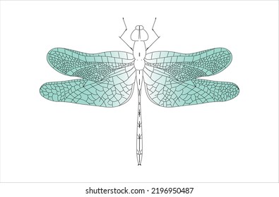 Dragonfly Illustration Vector Outline Dragonfly Decorative Stock Vector ...