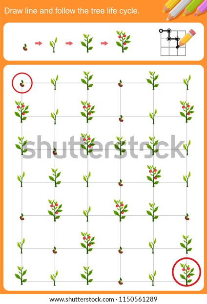 Draw line and follow the tree life cycle. Worksheet for education.