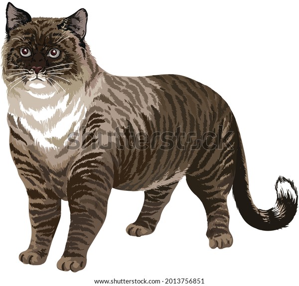 Drawing Birman Cat Artillustration Exotic Cat Stock Vector (Royalty ...