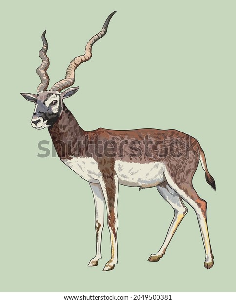 Drawing Black Buck Wild Animals Beautifulartillustration Stock Vector ...
