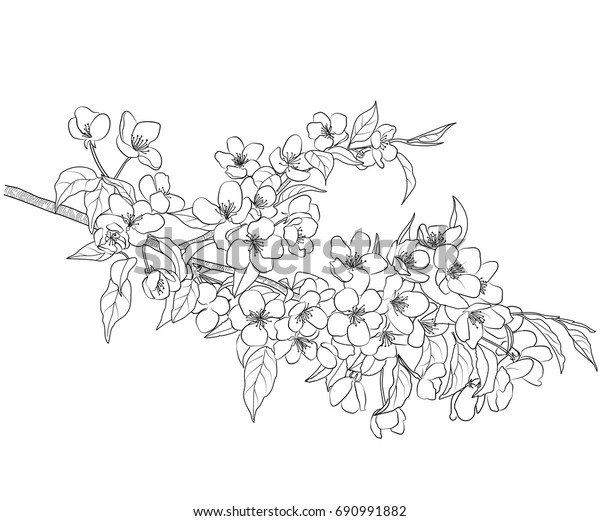 Drawing Blossoming Apple Tree Branch Stock Vector (Royalty Free) 690991882