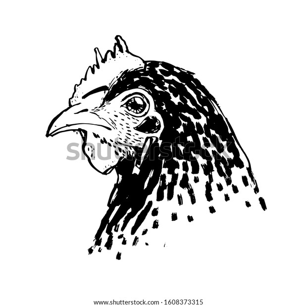 Drawing Chicken Head On White Background Stock Vector (Royalty Free ...
