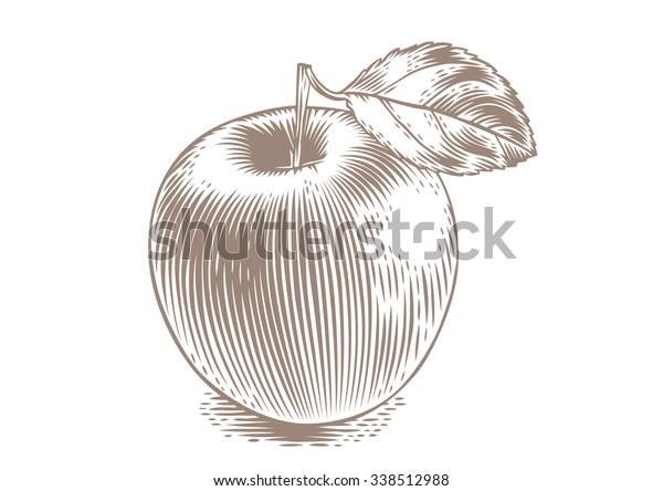 Drawing Fresh Apple Leaf On White Stock Vector (Royalty Free) 338512988 ...