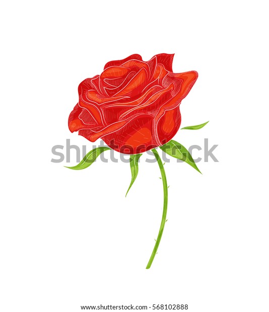 Drawing Graphic Style Red Rose Vector 库存矢量图（免版税）568102888 | Shutterstock