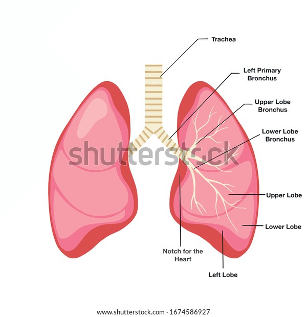 Drawing Human Lungs Anatomy Vector Illustration Stock Vector (Royalty ...